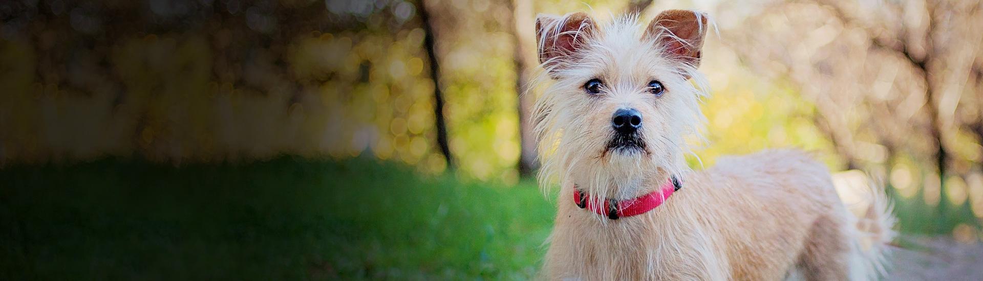 Ohio Animal Shelter Statistics | Best Friends Animal Society